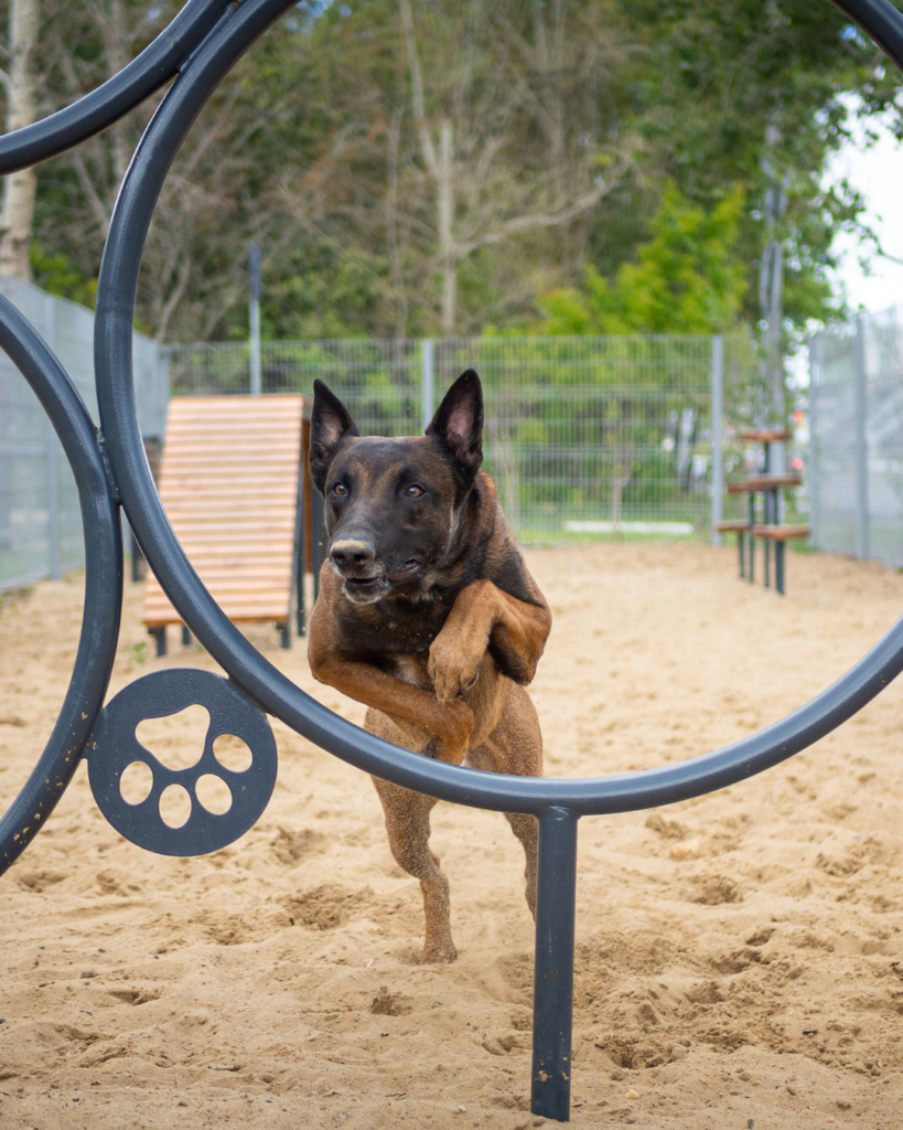 The Rising Demand for Dog Parks and The Benefits for Commercial ...